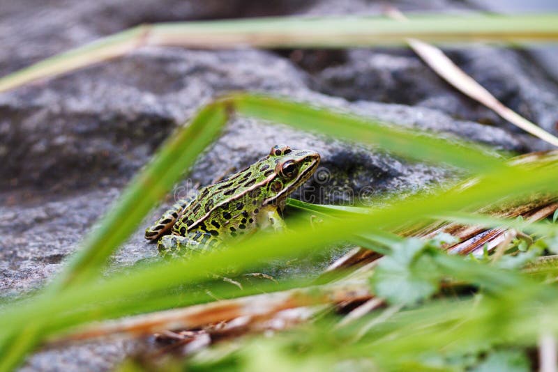 Macro Image of a Leopard Frog Stock Photo - Image of alive, growing ...