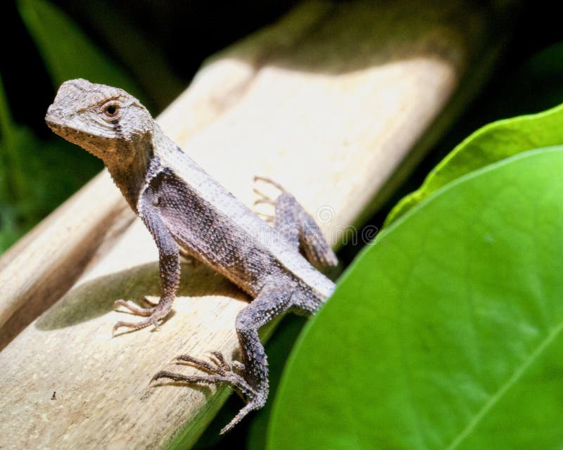 Macro Image of a Lizard with Sharp Claws Resting on Wood at Night ...