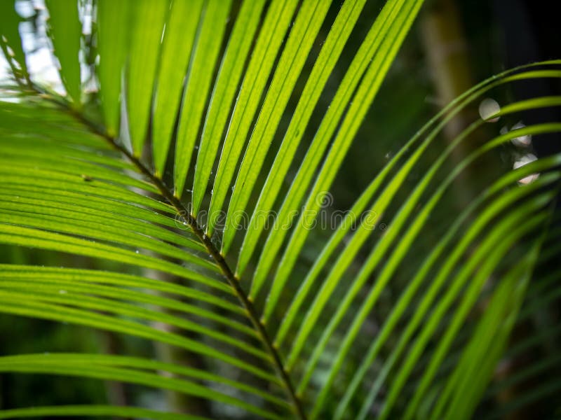 Macro Image of Long Palm Tree Leaves in Rainforest Stock Photo - Image ...