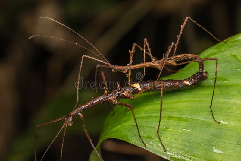 Macro Image of Maiting of Stick Insect of Borneo Island Stock Photo ...