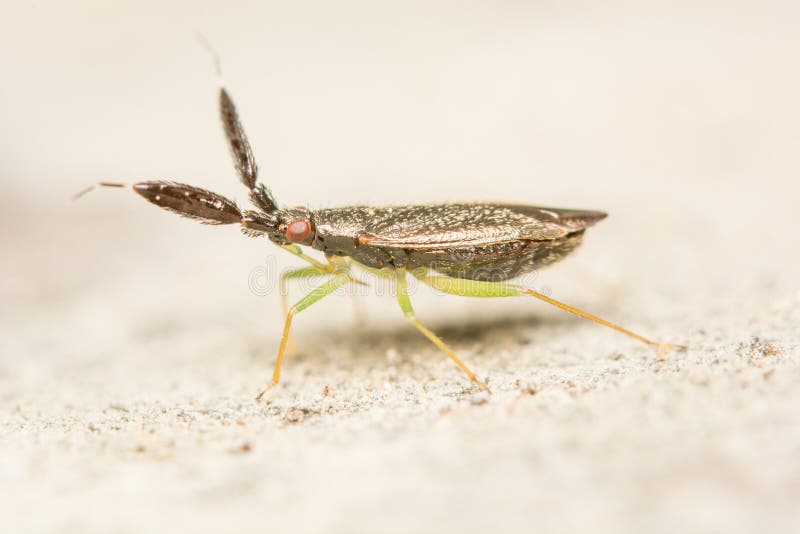 Mirid bug macro stock photo. Image of isolated, plant - 194429652