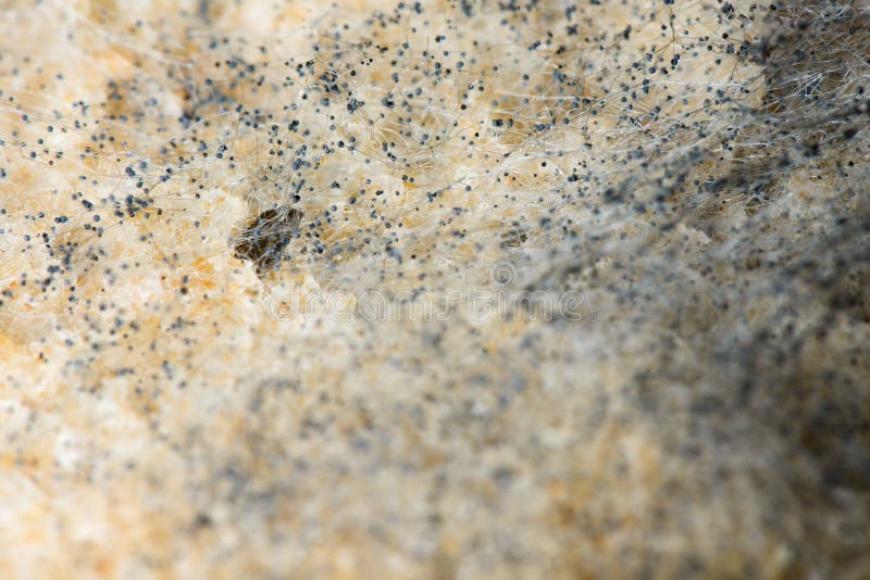 Black mold on a bread stock image. Image of baked, unhygienic - 60096569