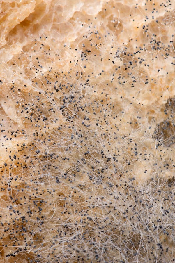 Macro Image of Mold on a Bread Stock Image - Image of fungus, macro ...