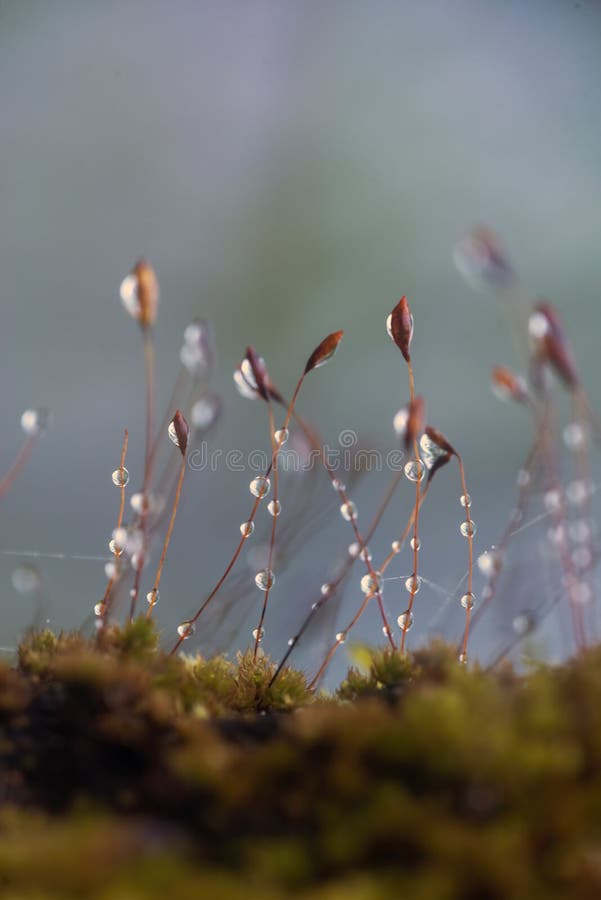 Moss with dew drops stock image. Image of spring, drops - 235442633