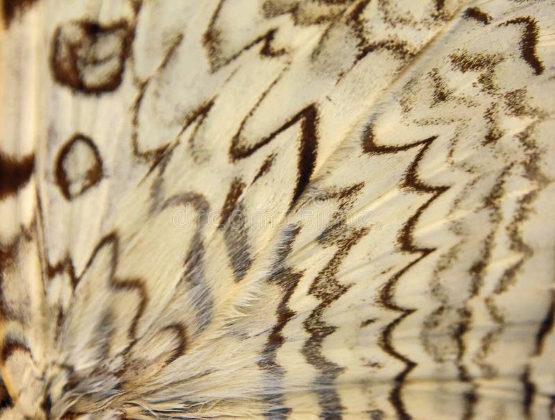 Moth Wing Pattern and Texture Stock Image - Image of white, wing: 265726795