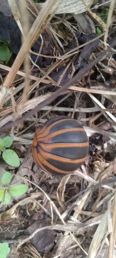 Macro Image in Natural Light of Specimen of Brown Marmorated Stink Bug ...
