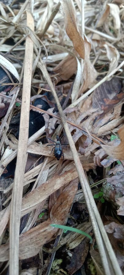 Macro Image in Natural Light of Isolated Specimen of Brown Marmorated ...