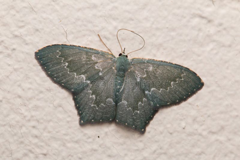Macro Image Nature and Unique Moth of Sabah, Borneo Stock Image - Image ...