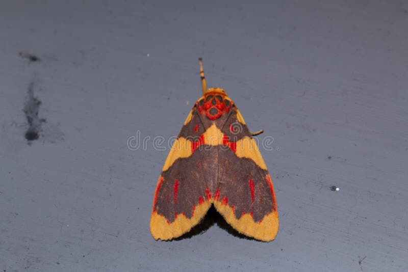 Macro Image Nature and Unique Moth of Sabah, Borneo Stock Photo - Image ...