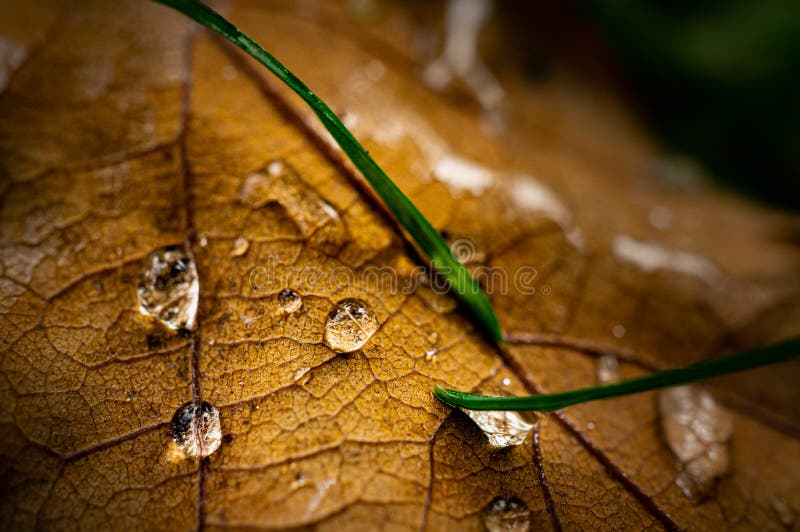 Macro Image of Oak Tree Leaf with Water Drops Stock Photo - Image of ...