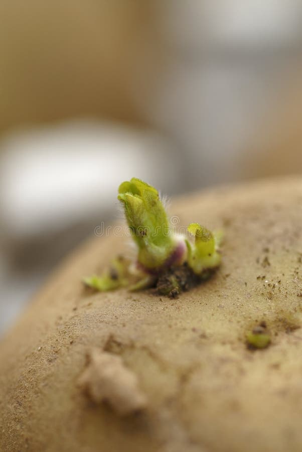 Macro Image of One Potato Chitting (Sprouting) Stock Photo - Image of ...