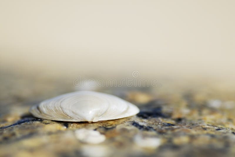 Macro Image of One Shell on Sand. Stock Photo - Image of idyllic, shell ...