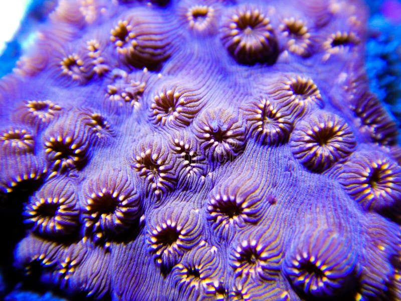 Maldivensis Stock Photos - Free & Royalty-Free Stock Photos from Dreamstime