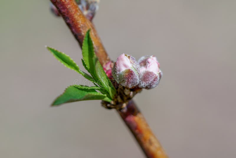 Macro Image of a Pink Peach Flower Budding during Early Spring Stock ...