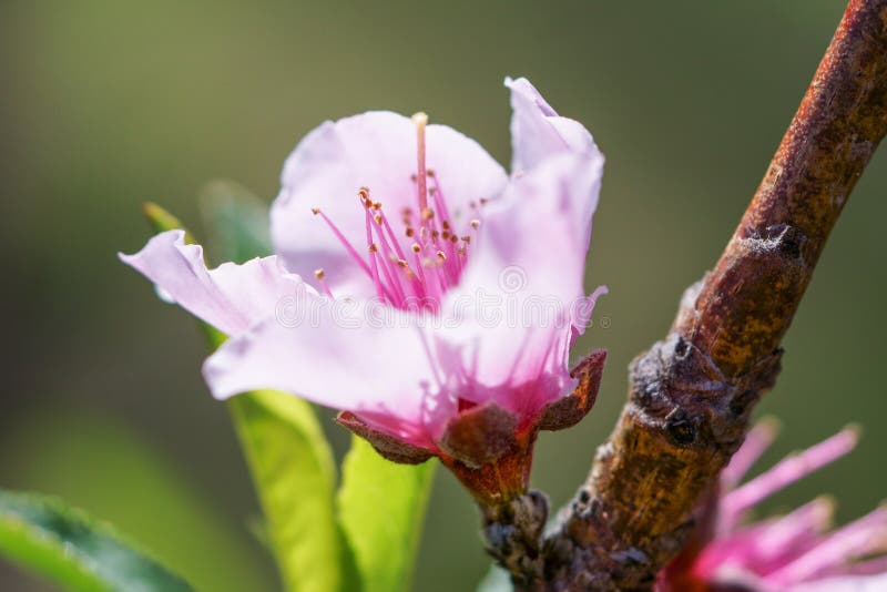 Macro Image of a Pink Peach Flower during Early Spring Stock Image ...
