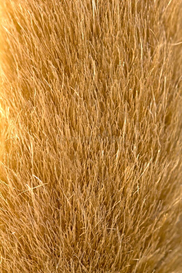 Golden fur stock image. Image of macro, background, backdrop - 29768685