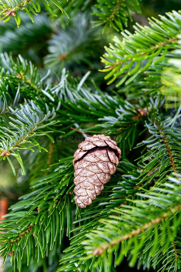 Macro Image of a Pinecone Nestled among Conifer Tree Leaves Stock Photo ...