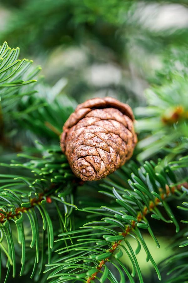 Macro Image of a Pinecone Nestled among Conifer Tree Leaves Stock Photo ...