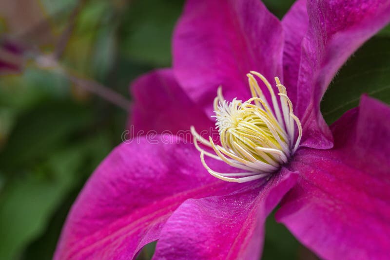 Clematis `Sunset` Macro Image Stock Image - Image of pink, plant: 106810785
