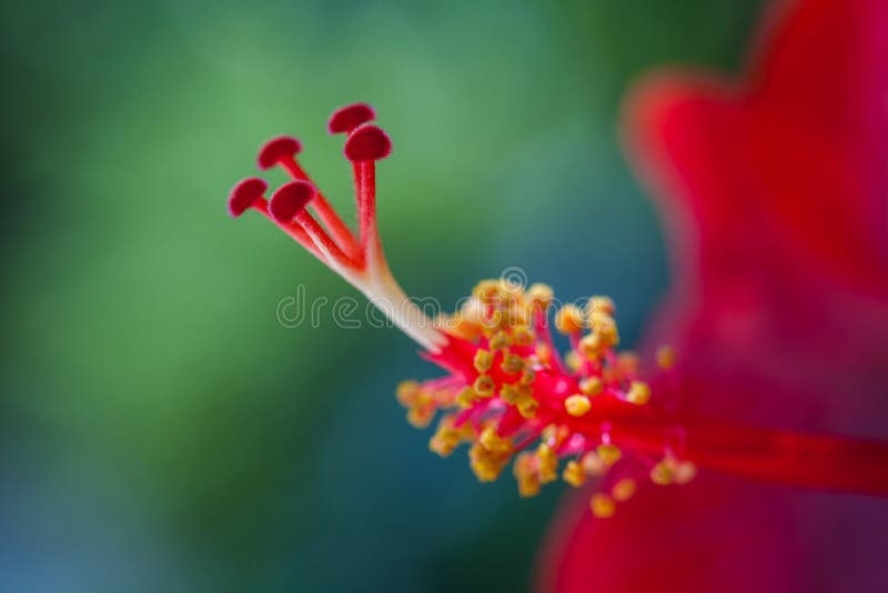 Macro Image Pollen of Hibiscus Flower. Stock Image - Image of beauty ...