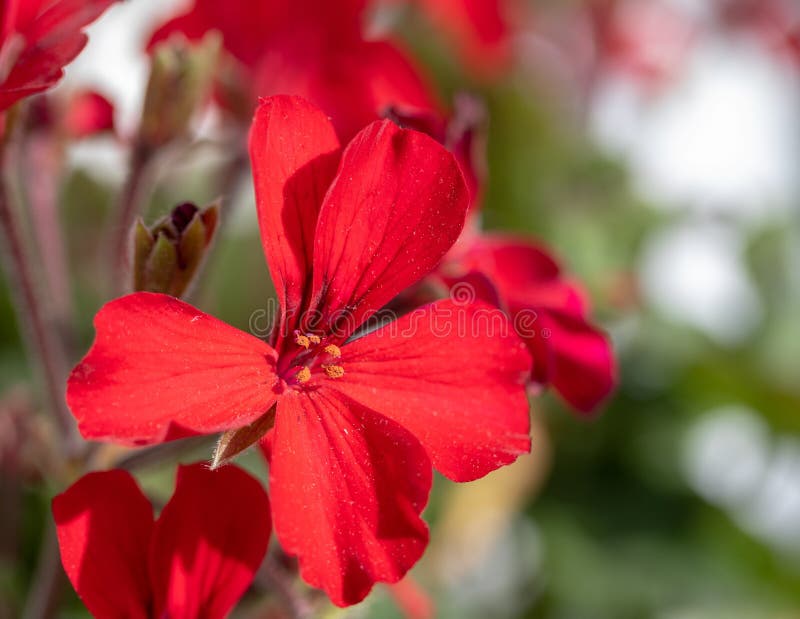 Fire Extinguisher Picture. Image: 65833696