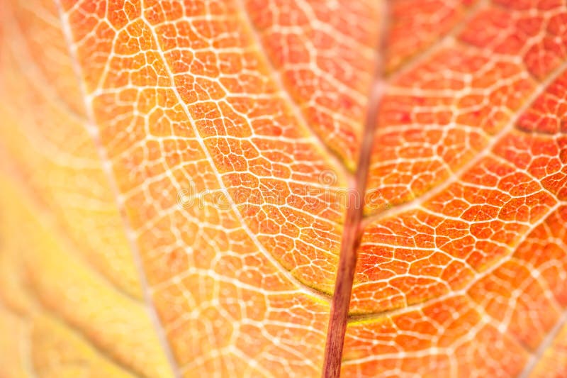 Macro Image of Red Autumn Leaf with Small Depth of Field Stock Photo ...