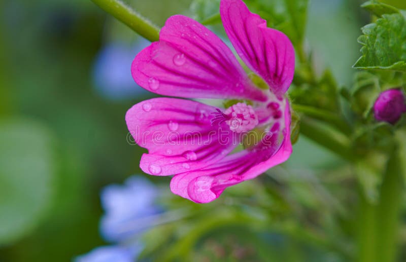 Red bell flower stock photo. Image of outdoors, springtime - 247779302