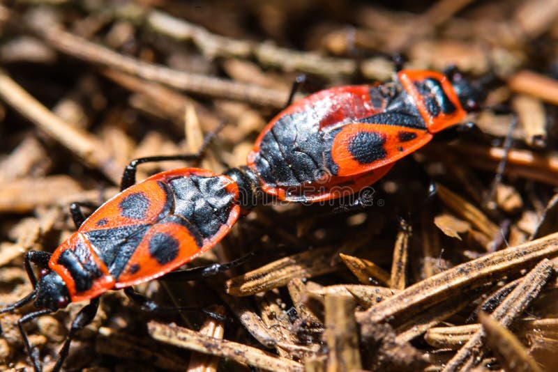 Macro Image of a Red Cotton Bug - Dysdercus Cingulatus Coupling on Tree ...