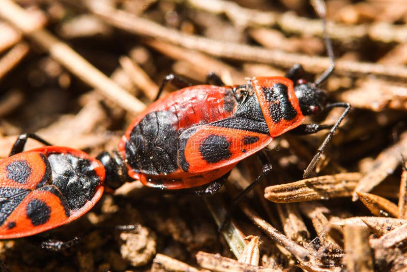 Macro Image of a Red Cotton Bug - Dysdercus Cingulatus Coupling on Tree ...