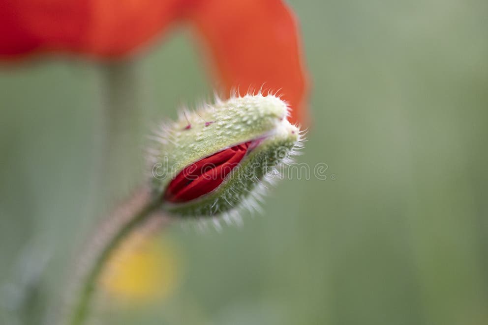 Macro Image of a Red Poppy Emerging from the Capsule Stock Image ...