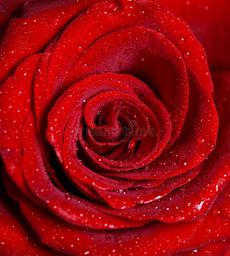 Macro Image of Red Rose with Water Droplets Stock Image - Image of ...