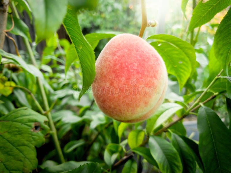Macro Image of Ripe Peach on Tree Branch at Garden Stock Photo - Image ...