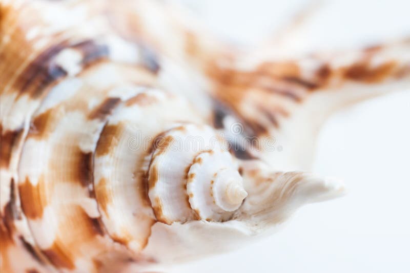Macro image of sea shell stock photo. Image of ocean - 51611890