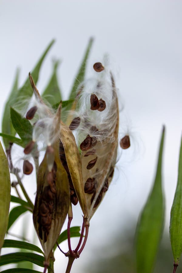 Seed Pods On A Swamp Milkweed Plant Stock Image Image Of Open Shrub 256107217
