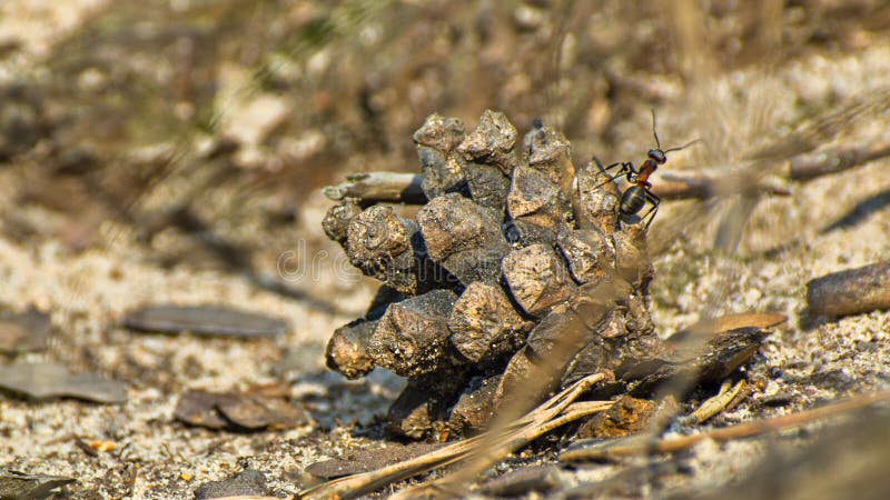 Macro Image of a Single Ant Climbing Up the Pine Cone Stock Image ...