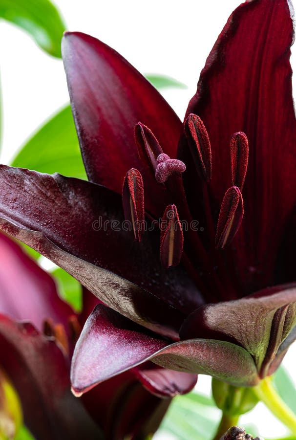 Macro Image of the Single Black Lily Flower Isolated on White Stock ...