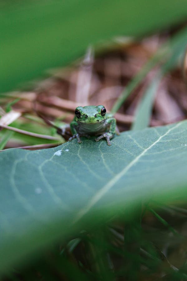 Macro Image of a Small Tree-frog Stock Photo - Image of alive, frogs ...
