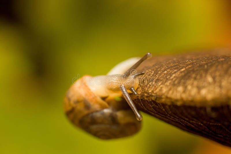 Macro Image of a Snail on a Bed of Lush Green Foliage Stock Image ...