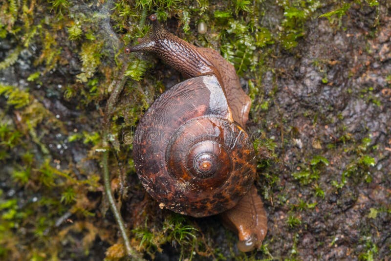 Macro Image of Snail of Borneo Stock Photo - Image of nutrition ...