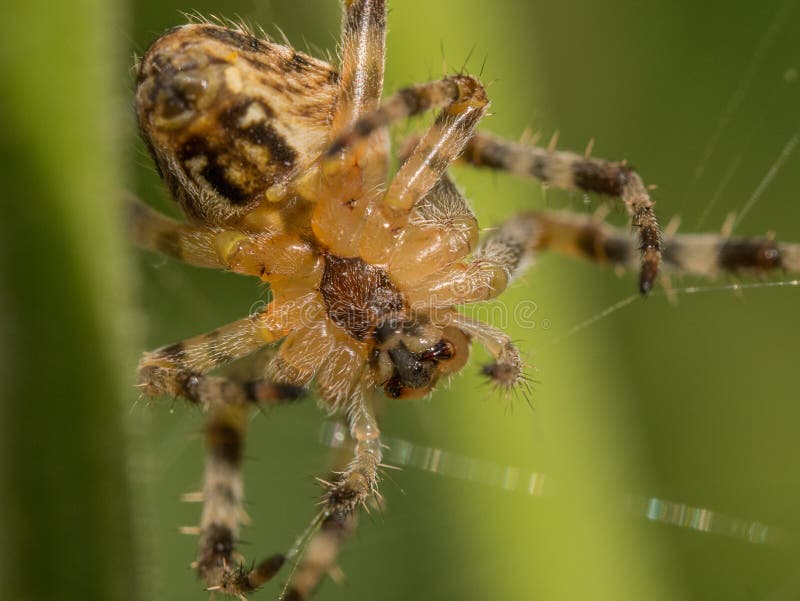 Macro Image of Spider Making a Web Stock Image - Image of scary, face ...