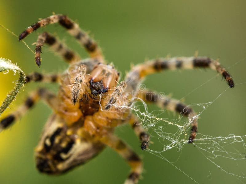 Macro Image of Spider Making a Web Stock Photo - Image of eyes, natural ...