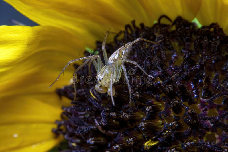 Spider on a sunflower stock photo. Image of predator - 223000958