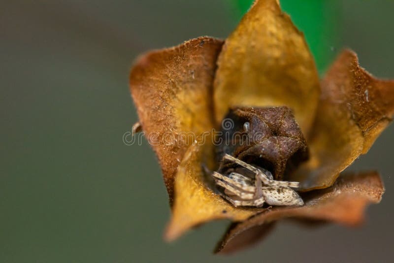 Inside a dead tree stock image. Image of coastal, beauty - 57756479