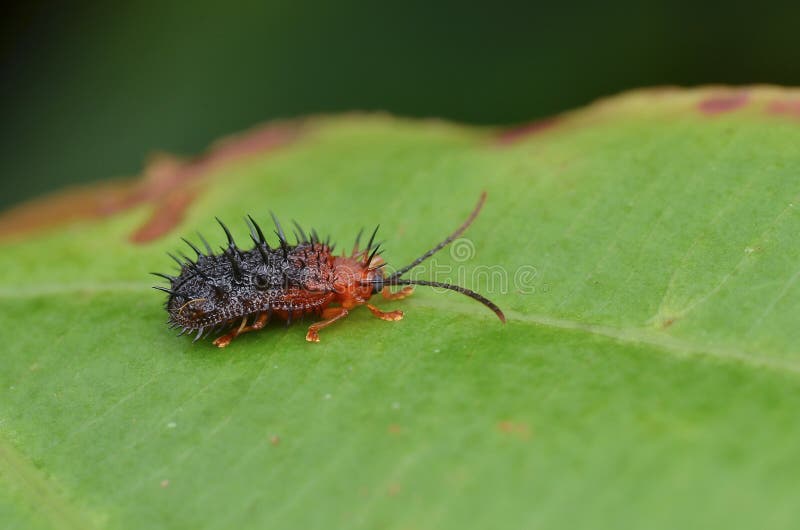Spiny Leaf Beetle stock image. Image of spiky, close - 124984923
