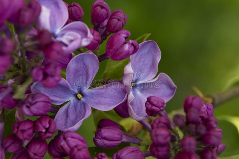 Macro Image of Spring Lilac Violet Flowers, Abstract Soft Floral ...