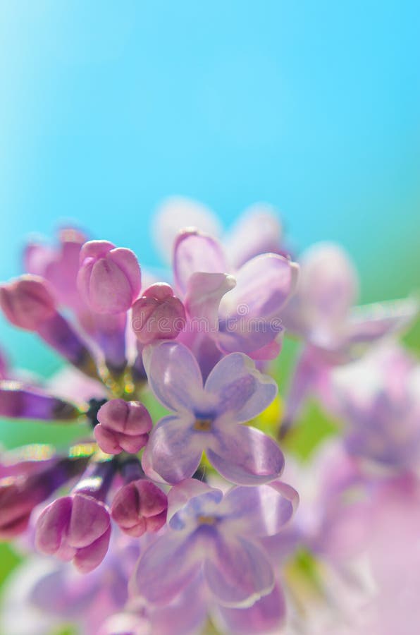 Macro Image of Spring Lilac Violet Flowers Stock Image - Image of ...