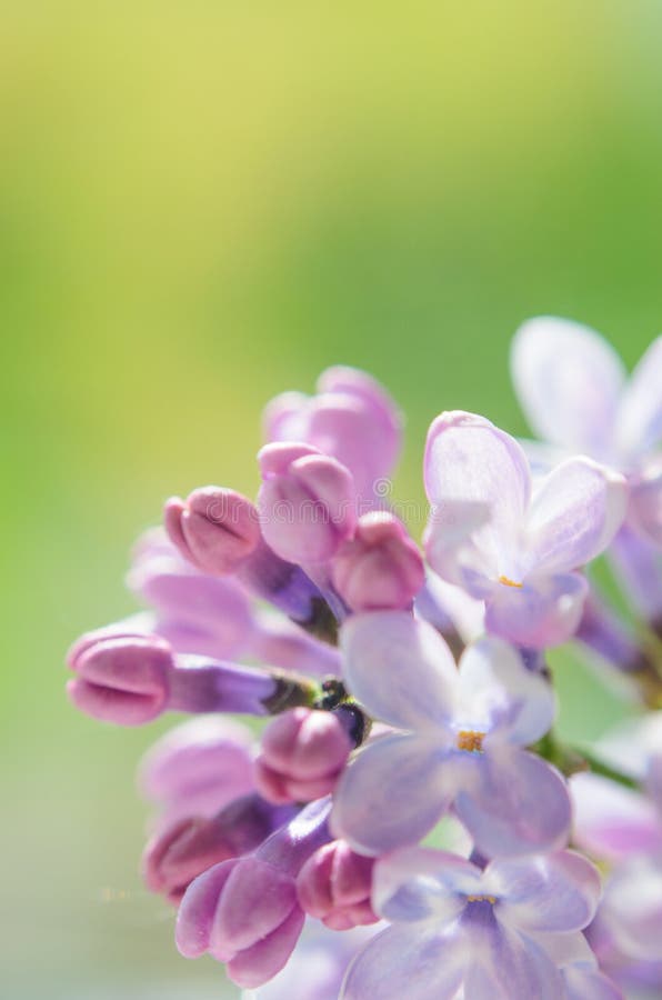 Macro Image of Spring Lilac Violet Flowers Stock Image - Image of ...