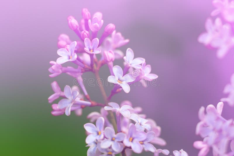Macro Image of Spring Lilac Violet Flowers, Abstract Soft Floral ...