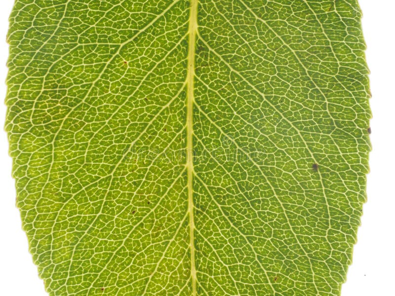 Macro Image of the Texture of a Green Tree Leaf Stock Photo - Image of ...