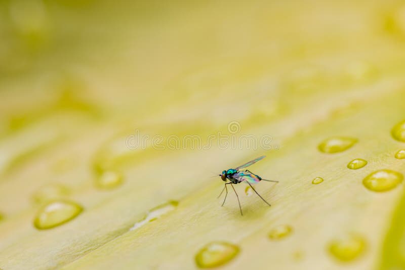 Macro Image of Tiny Fly on Green Leaf with Water Drops. Abstract Nature ...